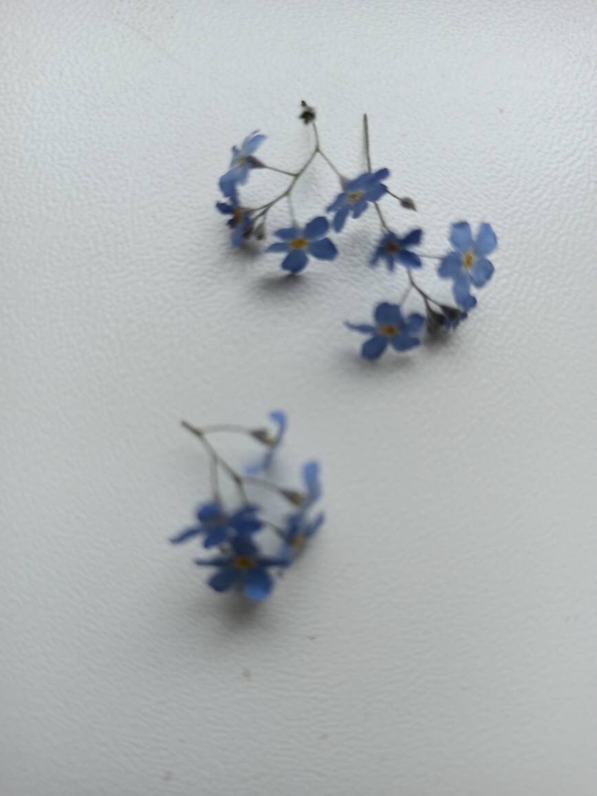 Forget Me Nots,dried Flower Heads,dried Forget Me Notes,dried Flowers ...