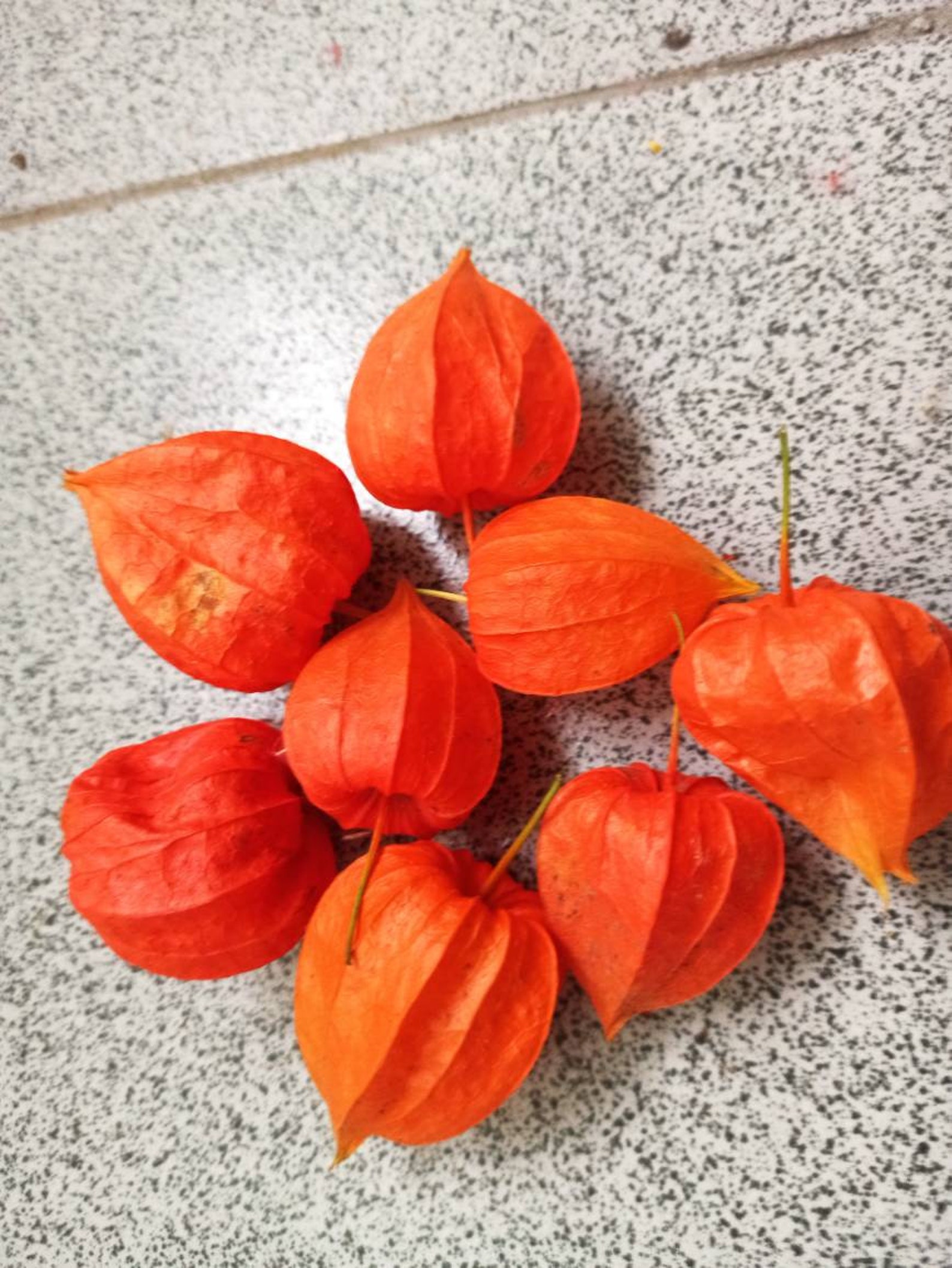 100 Dried Physalisdried Chinese Lantern Podsphysalis Pods - Etsy