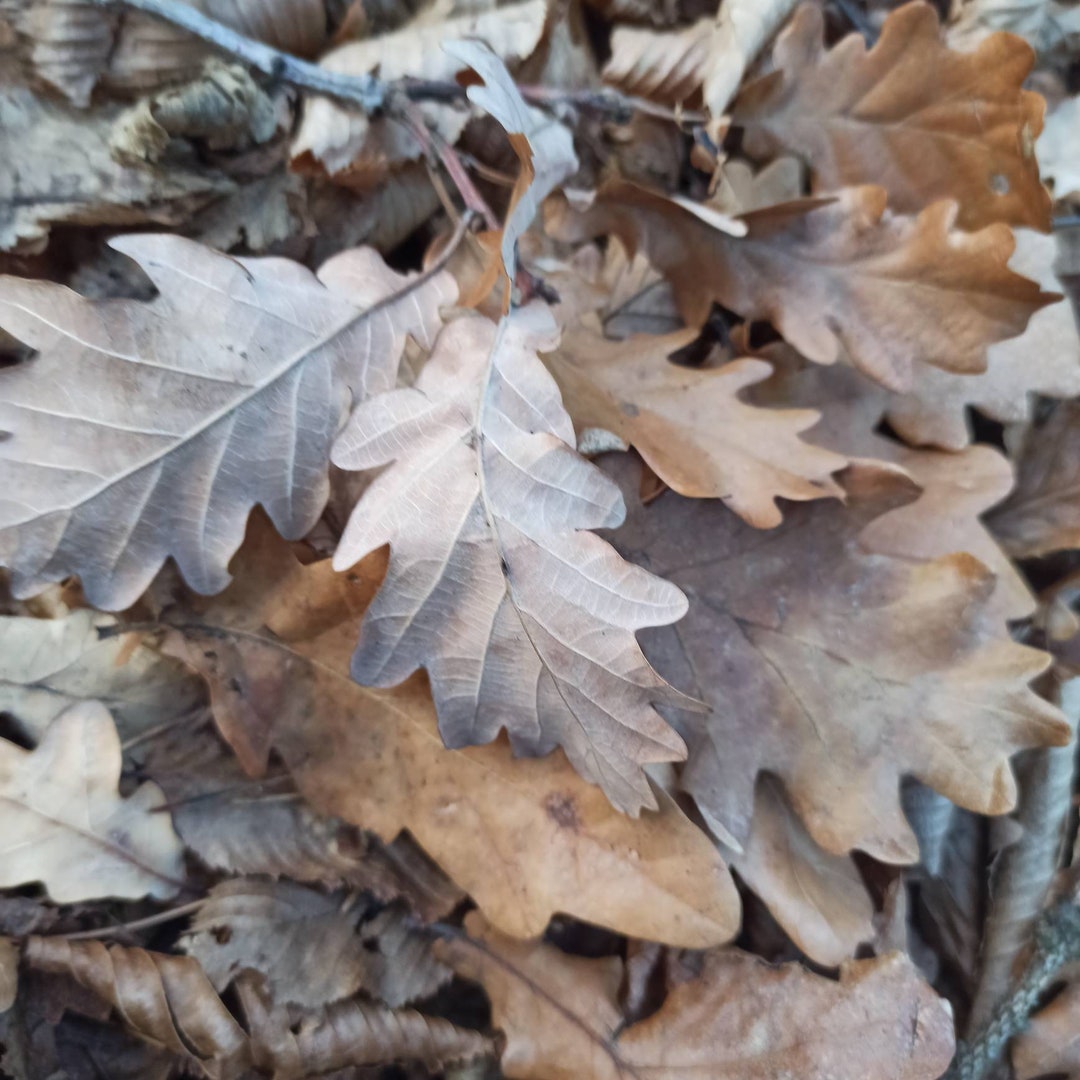 500 G Leaf Litter, Hermit Crab , Live Oak Leaf Litter, Oak Leaf,diy ...
