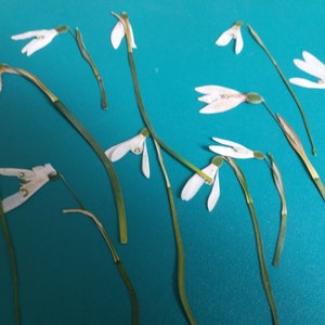 Natural Pressed Flowers,pressed Flowers,pressed Snowdrop Flowers,white ...