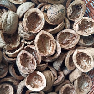 Walnut Shell Halves, Walnut Halves Creativity, Walnut Slices - Etsy