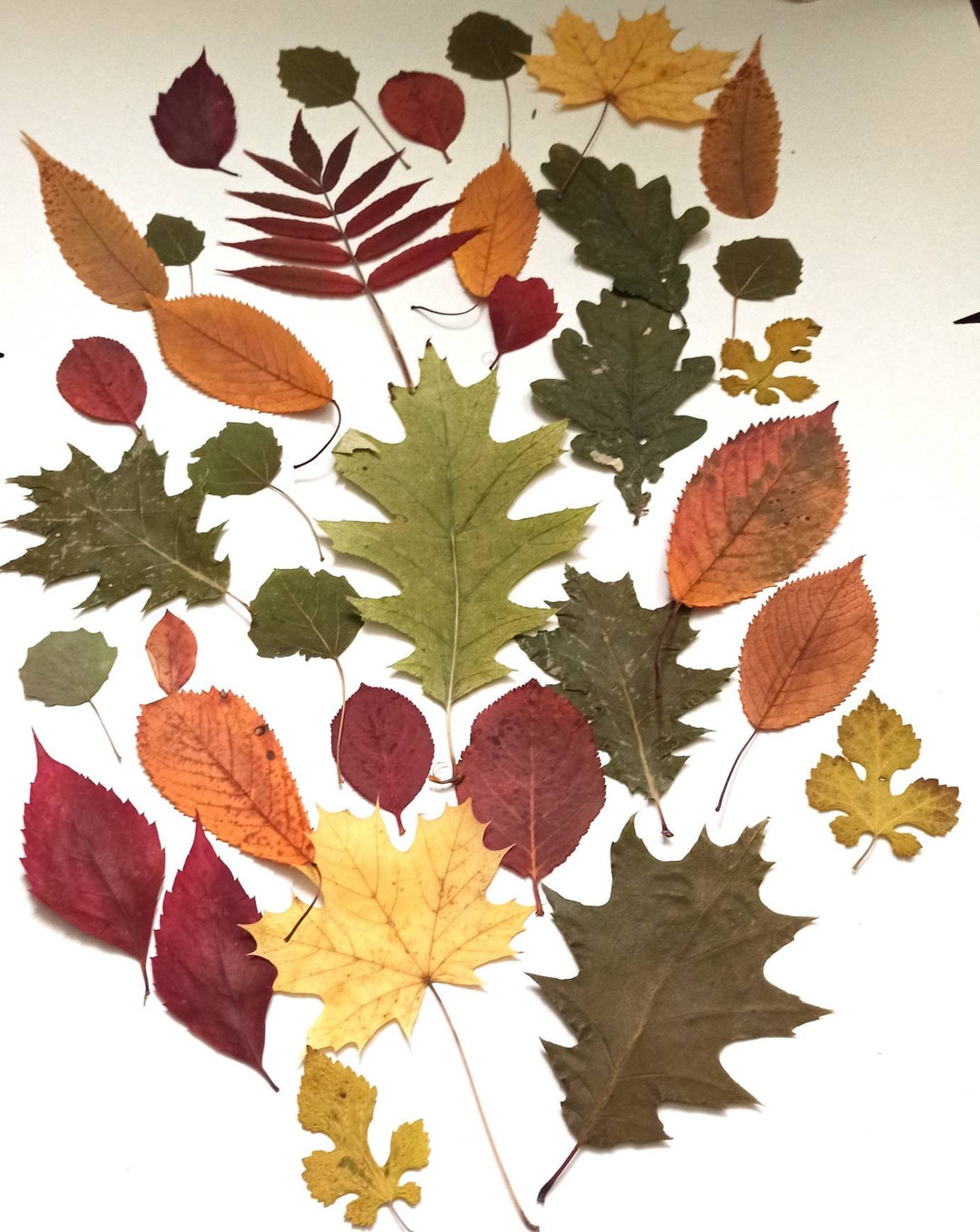 35 Units of Real Dried Pressed Mix Leaves, Different Leaves. Botanical ...