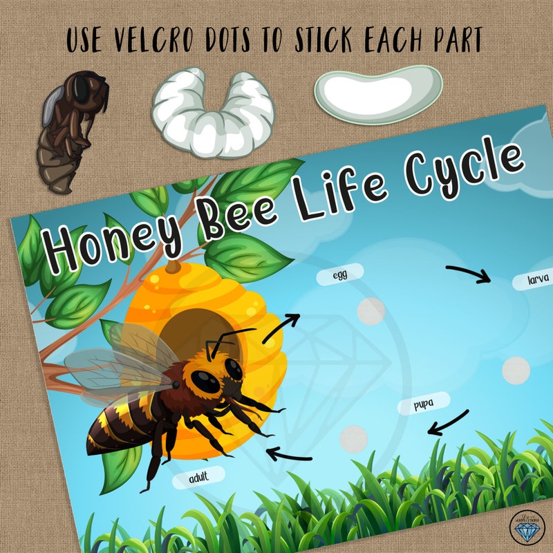 Life Cycle of a Honey Bee - Etsy
