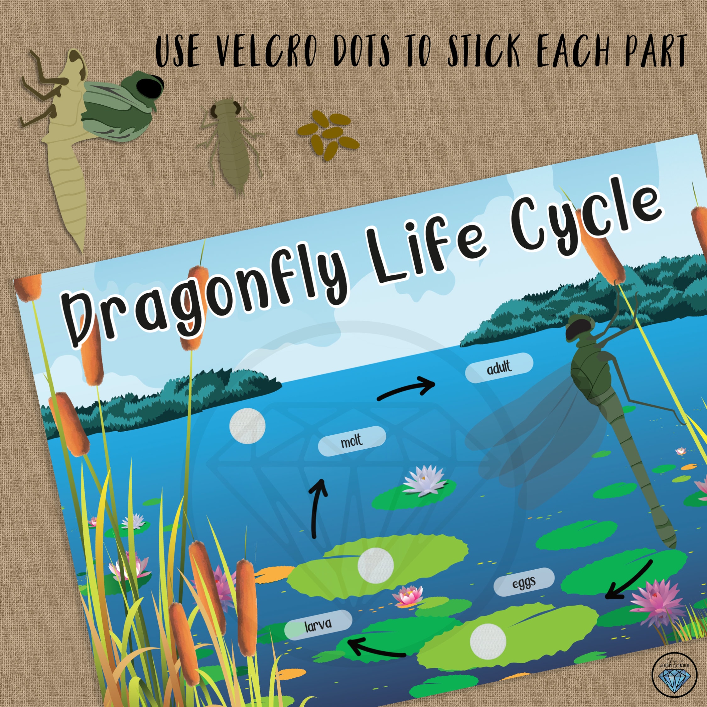 Dragonfly Life Cycle, Preschool Printables, Busy Binder, Kindergarten ...
