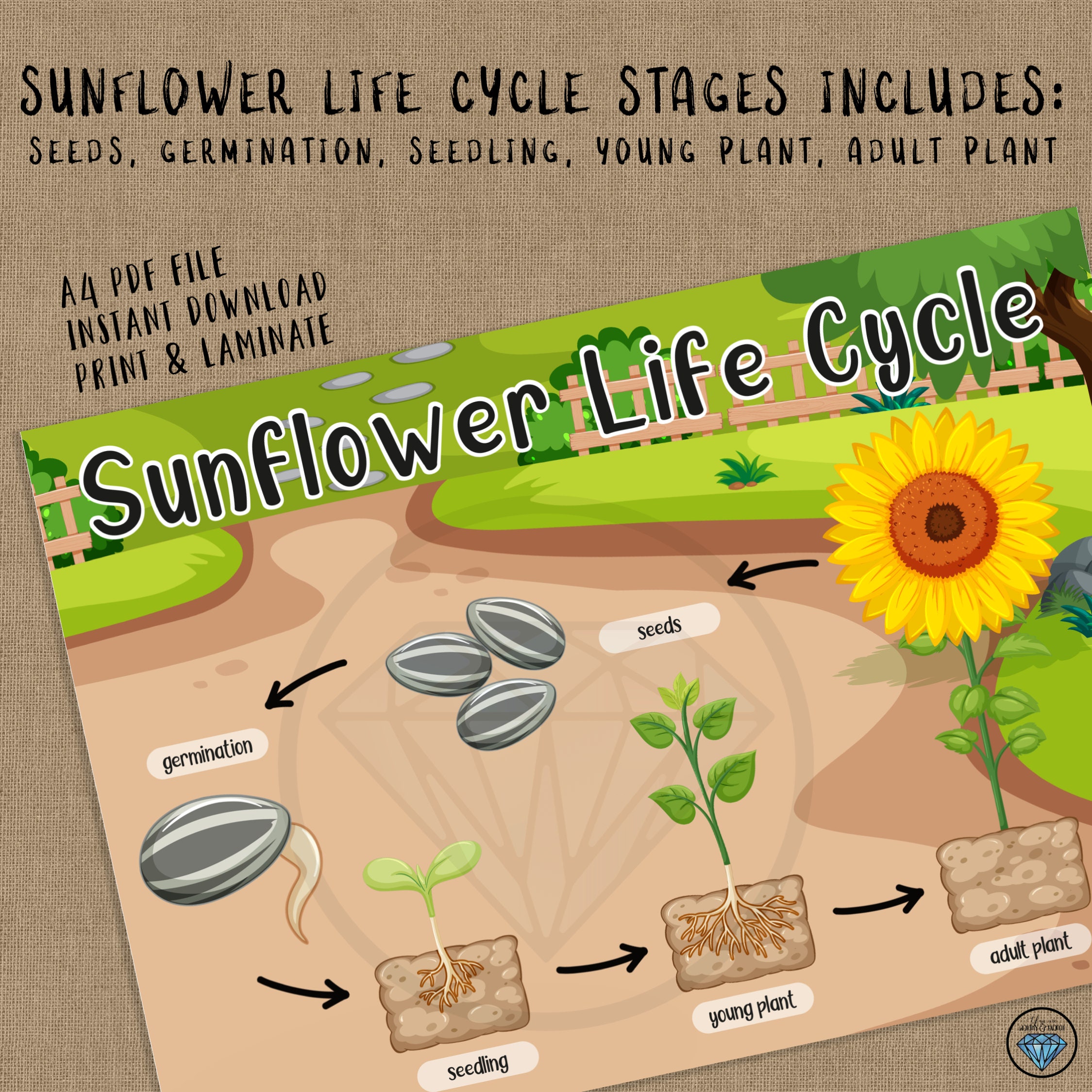 Sunflower Life Cycle Printable