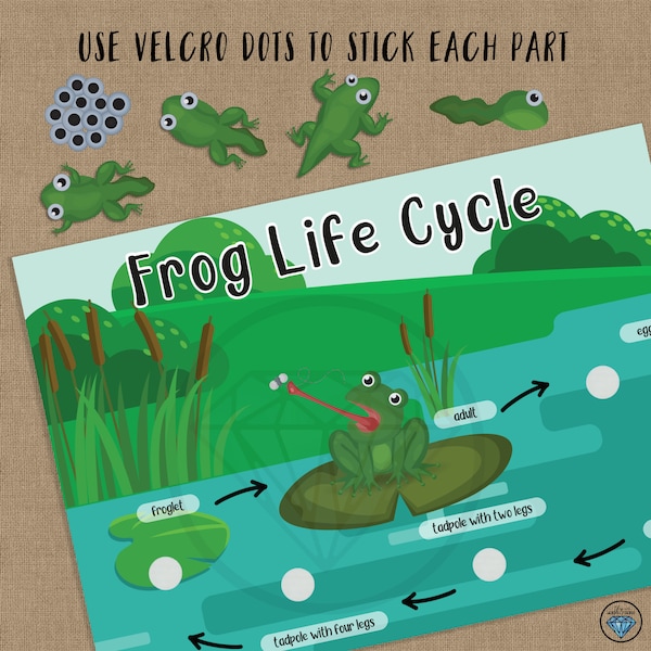 Frog Life Cycle - Etsy