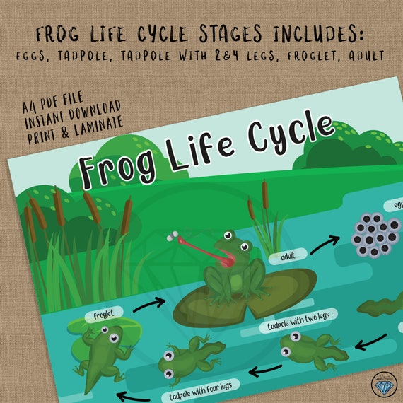 Frog Life Cycle Free Printables Frog Life Cycle Printables
