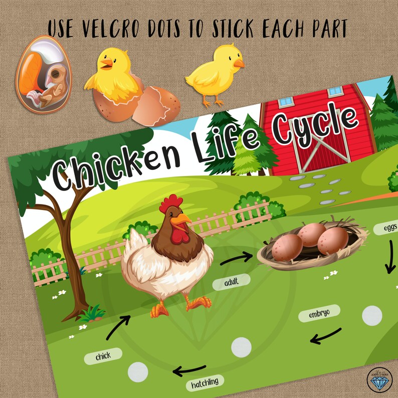 Chicken Life Cycle Preschool Printables Busy Binder Kindergarten chicken-life-cycle-preschool-printables-busy-binder-kindergarten