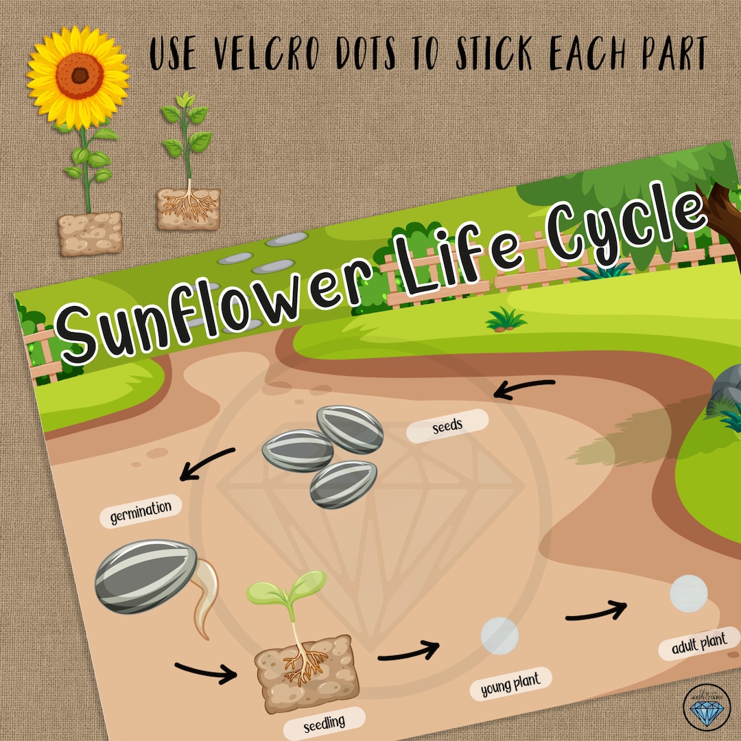 Ciclo de vida del girasol, Imprimibles preescolares, Carpeta ocupada ...