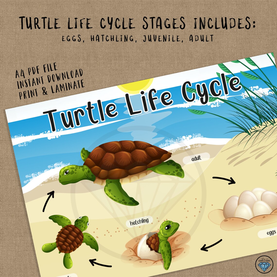 Turtle Life Cycle, Preschool Printables, Busy Binder, Kindergarten ...