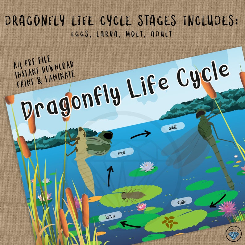 Dragonfly Life Cycle, Preschool Printables, Busy Binder, Kindergarten ...