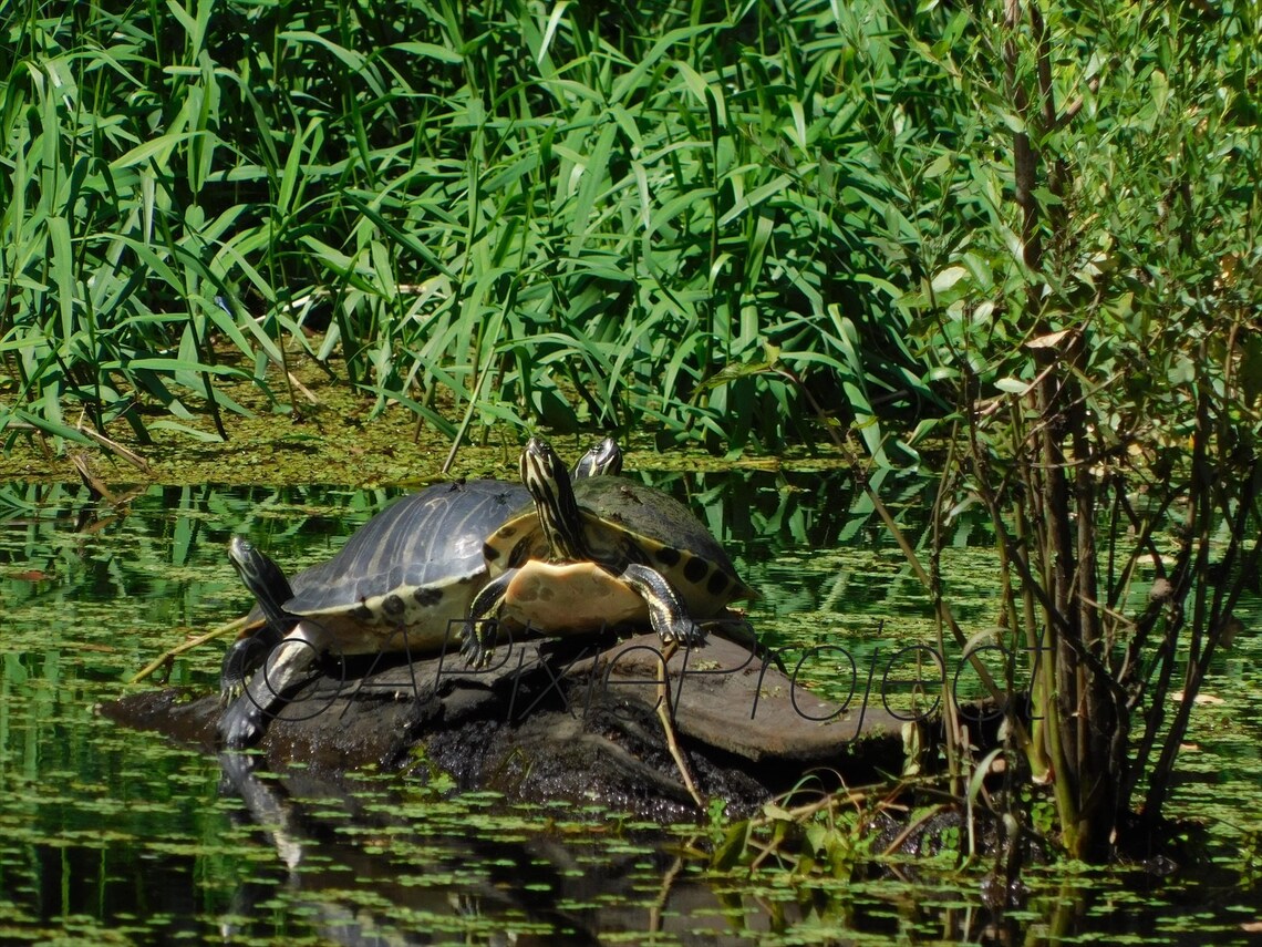 A Pile of Turtles in the Florida Swamp - Etsy