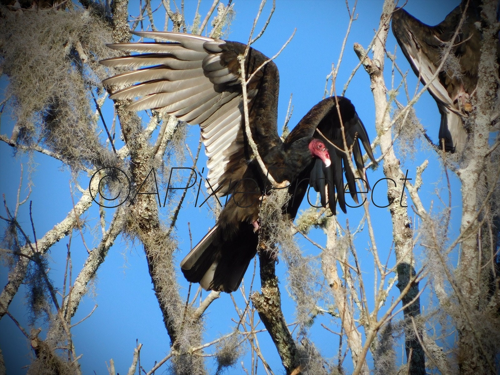 Regal Turkey Vulture 3 - Etsy