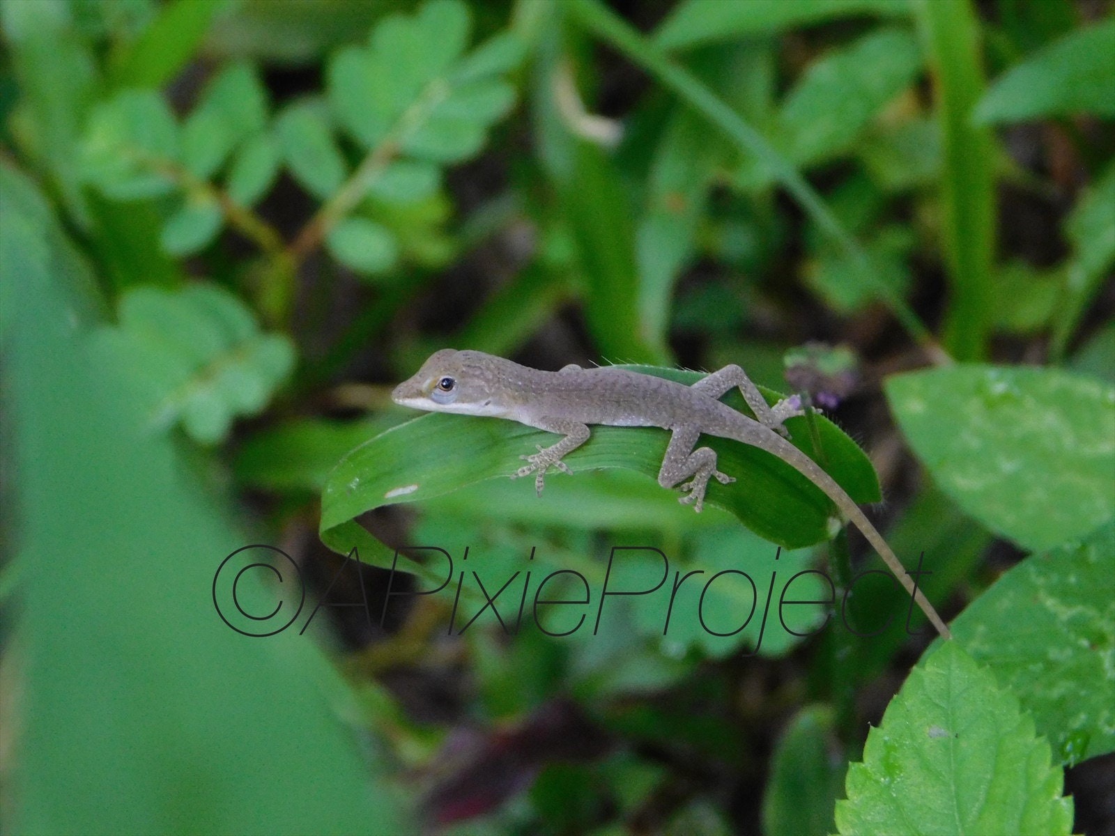 Cute Gray Baby Lizard- “i’m Needing A Different Colored Leaf!” - Etsy