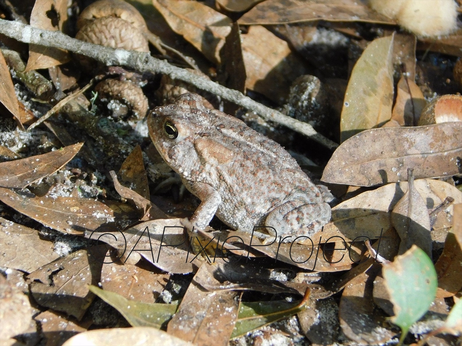 The “invisible” Frog - Etsy