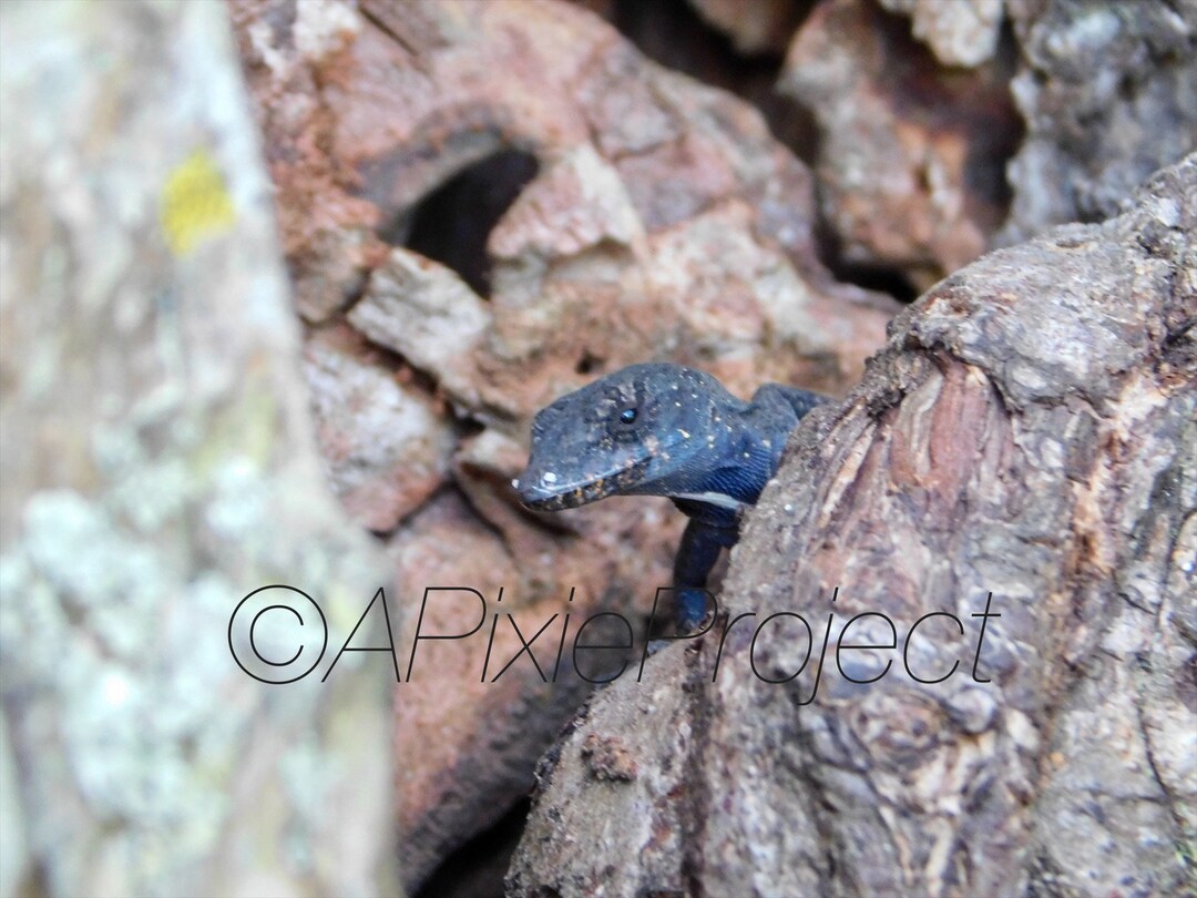 Cute Bluish Gray Lizard yes I Can Help You - Etsy UK