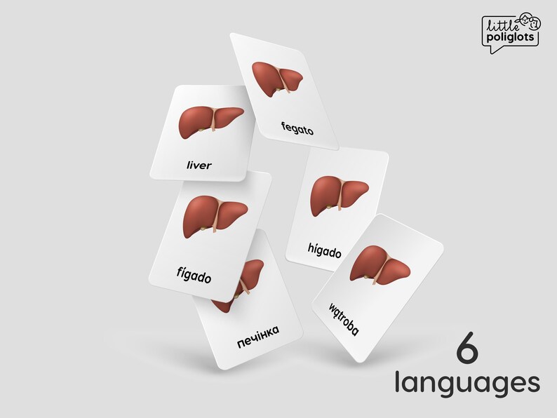 INTERNAL ORGANS Montessori 3-part Cards Multilingual and With Realistic ...