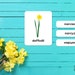 SPRING Montessori 3-part Cards Multilingual and With Realistic Photos ...
