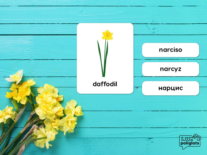 SPRING Montessori 3-part Cards Multilingual and With Realistic Photos ...