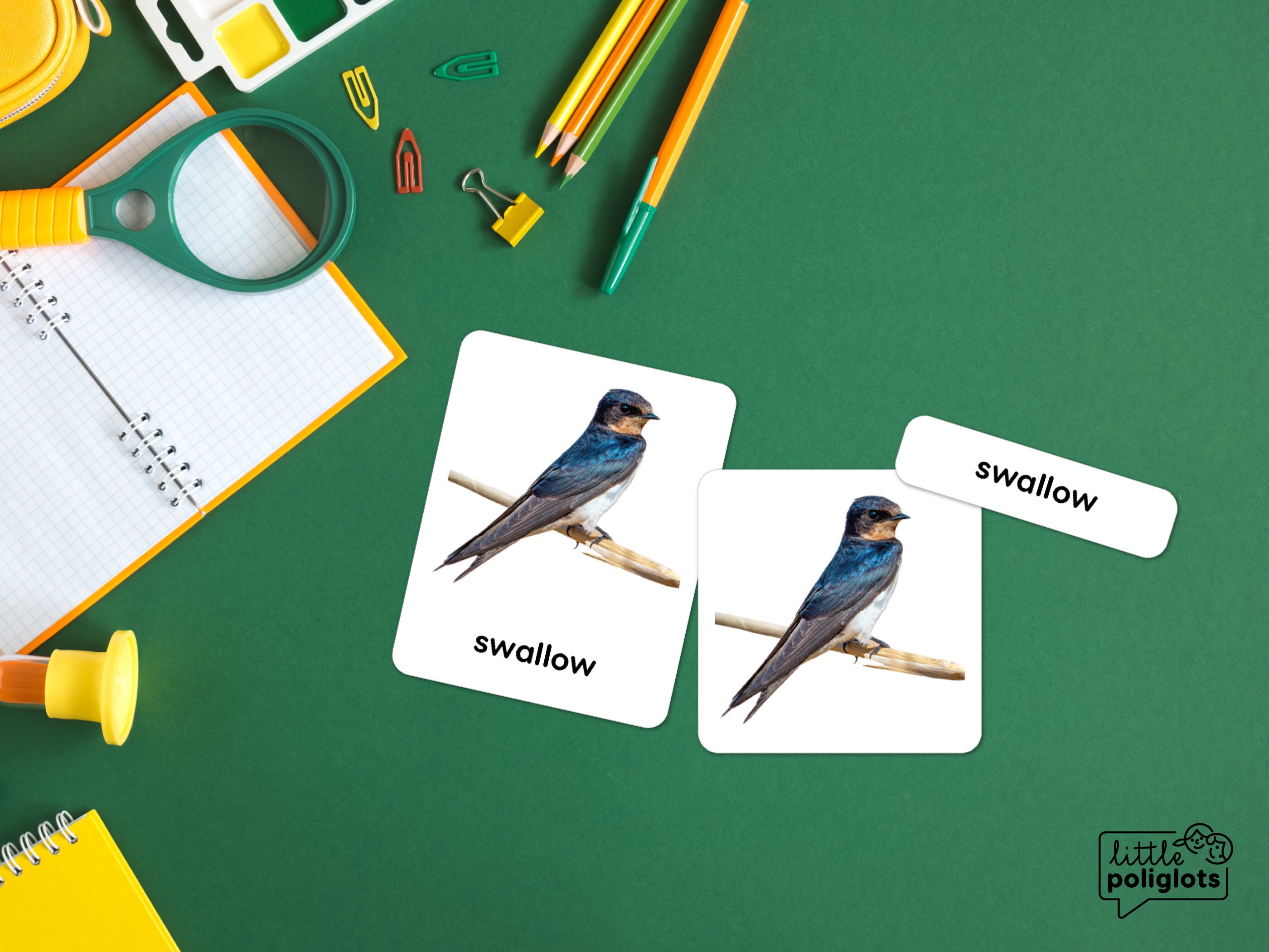SPRING Montessori 3-part Cards Multilingual and With Realistic Photos ...