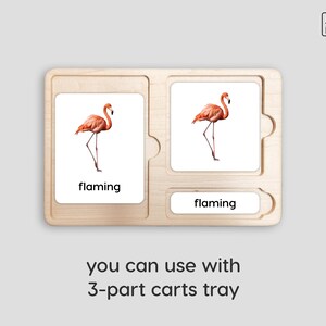 BIRDS Montessori 3-part Cards Multilingual and With Realistic Photos ...