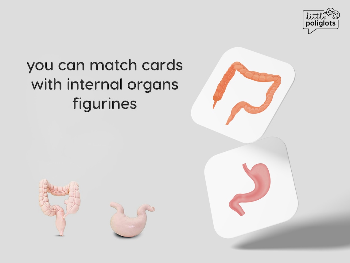 INTERNAL ORGANS Montessori 3-part Cards Multilingual and With Realistic ...