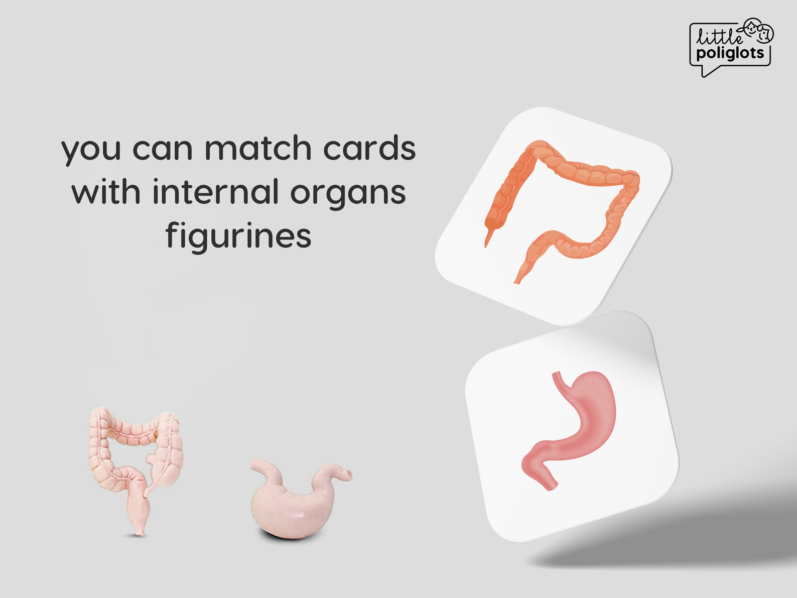 INTERNAL ORGANS Montessori 3-part Cards Multilingual and With Realistic ...