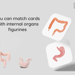 INTERNAL ORGANS Montessori 3-part Cards Multilingual and With Realistic ...