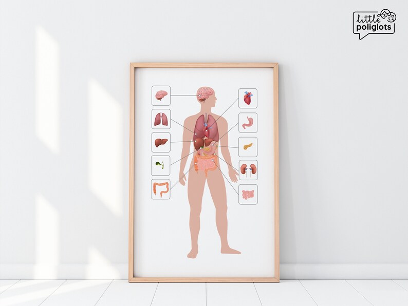 INTERNAL ORGANS Montessori 3-part Cards Multilingual and With Realistic ...