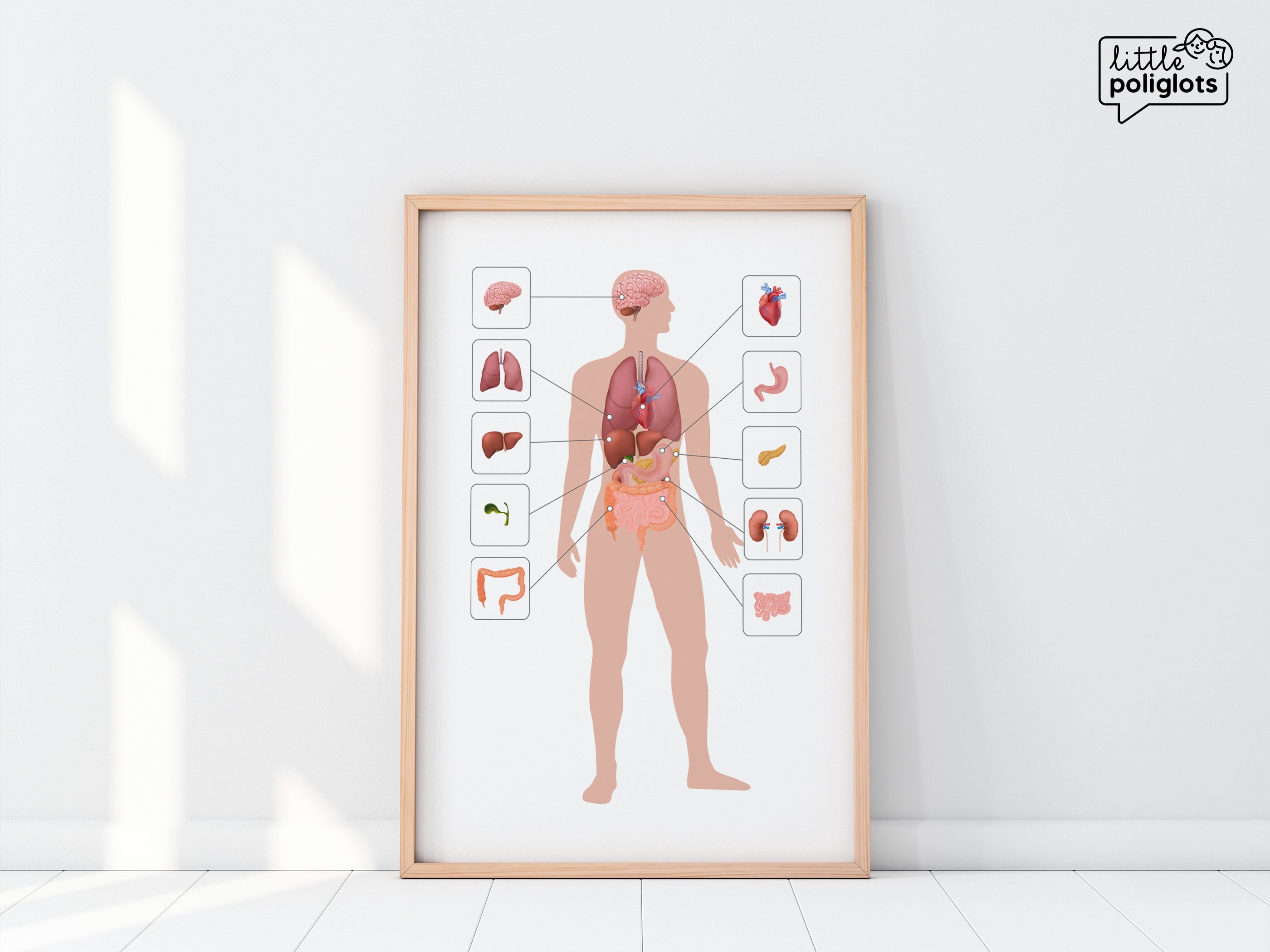 INTERNAL ORGANS Montessori 3-part Cards Multilingual and With Realistic ...