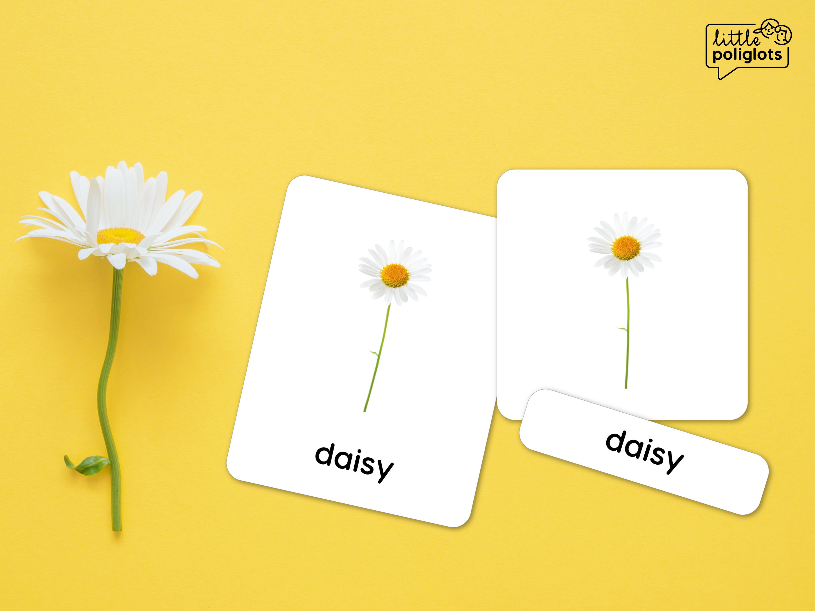 FLOWERS Montessori 3-part Cards Multilingual and With Realistic Photos ...