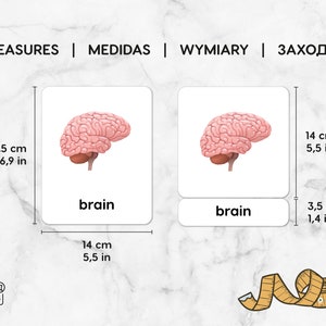 INTERNAL ORGANS Montessori 3-part Cards Multilingual and With Realistic ...