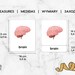 INTERNAL ORGANS Montessori 3-part Cards Multilingual and With Realistic ...