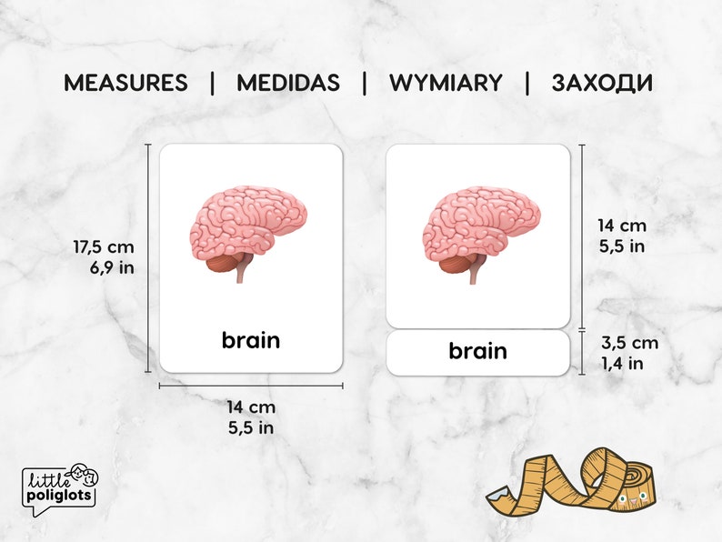 INTERNAL ORGANS Montessori 3-part Cards Multilingual and With Realistic ...