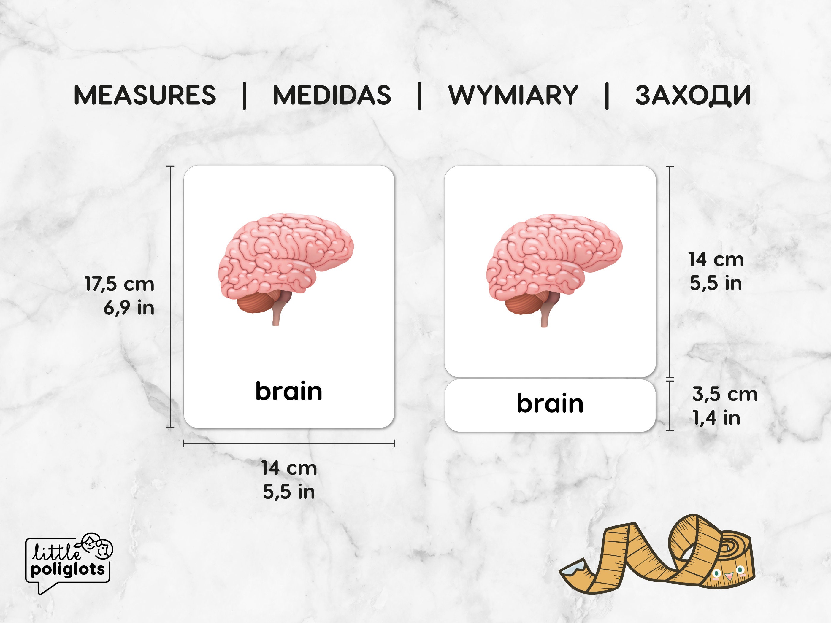 INTERNAL ORGANS Montessori 3-part Cards Multilingual and With Realistic ...