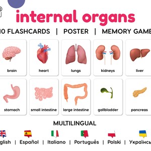 INTERNAL ORGANS Montessori 3-part Cards Multilingual and With Realistic ...