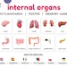 INTERNAL ORGANS Montessori 3-part Cards Multilingual and With Realistic ...