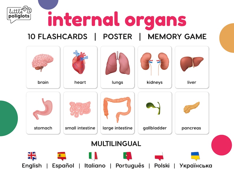 INTERNAL ORGANS Montessori 3-part Cards Multilingual and With Realistic ...