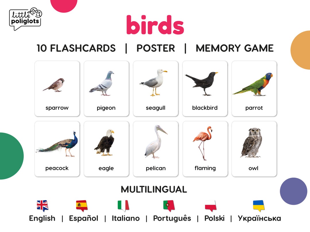 BIRDS Montessori 3-part Cards Multilingual and With Realistic Photos ...