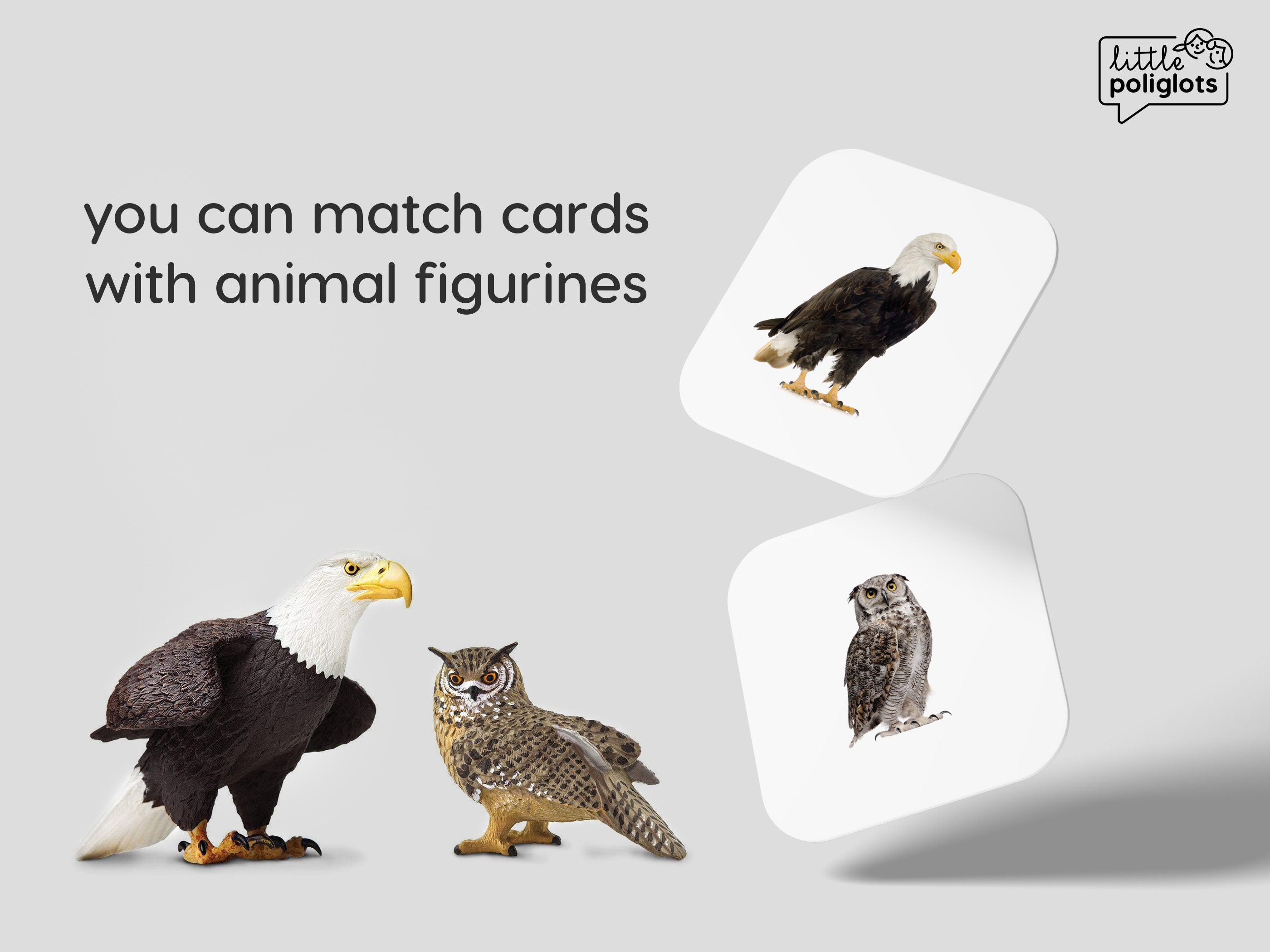 BIRDS Montessori 3-part Cards Multilingual and With Realistic Photos ...