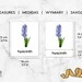FLOWERS Montessori 3-part Cards Multilingual and With Realistic Photos ...