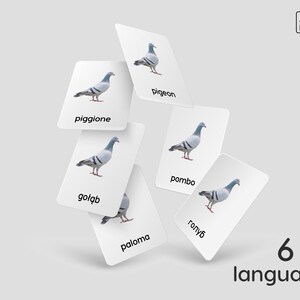 BIRDS Montessori 3-part Cards Multilingual and With Realistic Photos ...