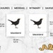 BIRDS Montessori 3-part Cards Multilingual and With Realistic Photos ...