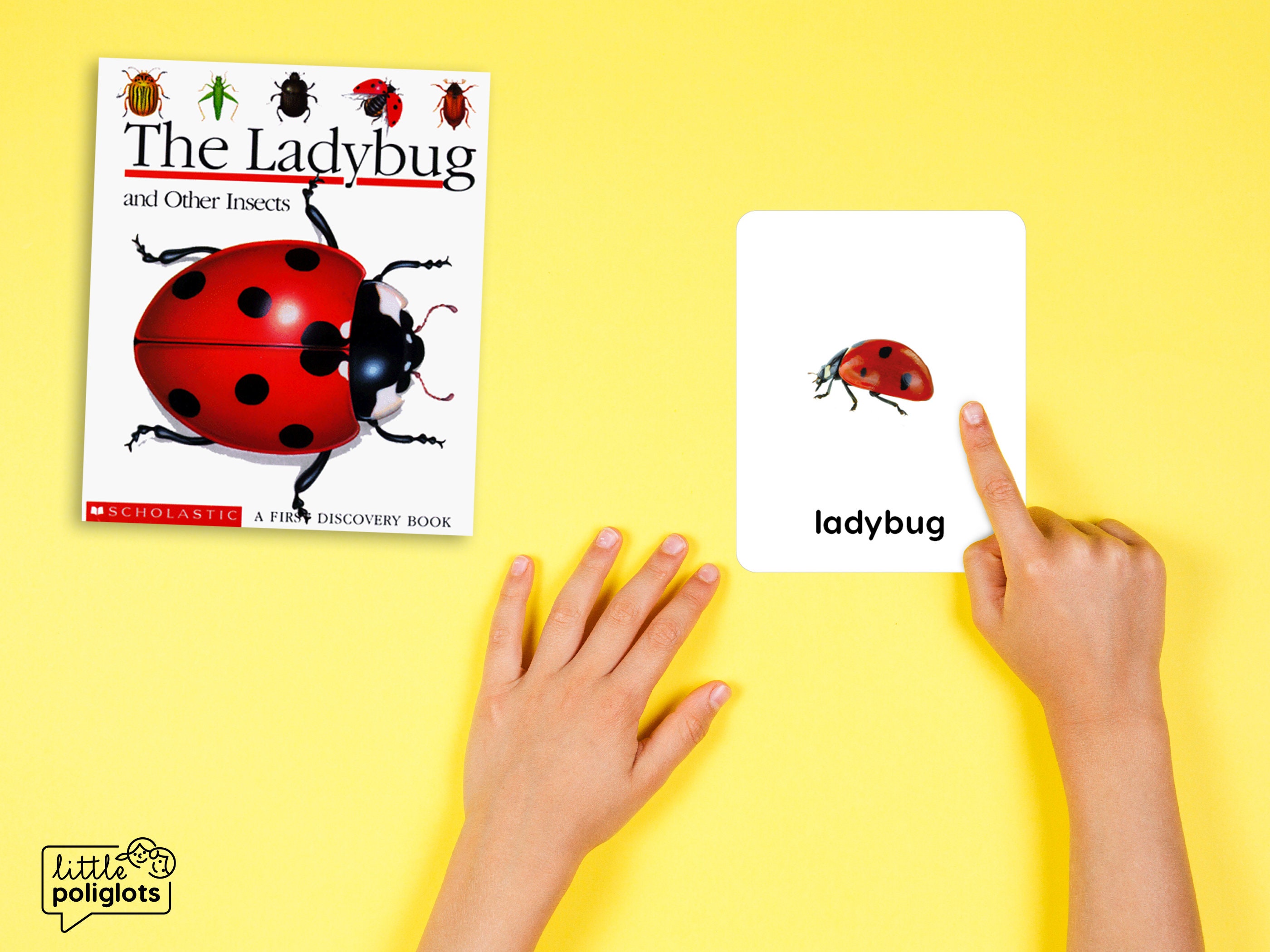 SPRING Montessori 3-part Cards Multilingual and With Realistic Photos ...