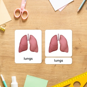 INTERNAL ORGANS Montessori 3-part Cards Multilingual and With Realistic ...
