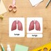 INTERNAL ORGANS Montessori 3-part Cards Multilingual and With Realistic ...