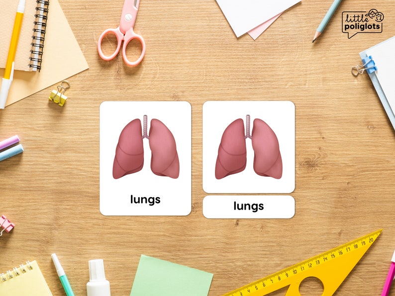 INTERNAL ORGANS Montessori 3-part Cards Multilingual and With Realistic ...