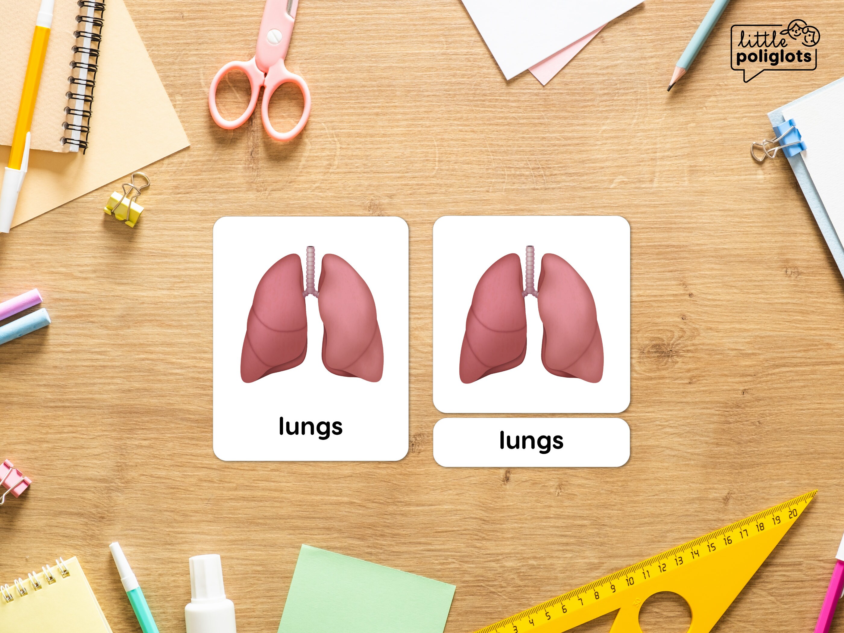 INTERNAL ORGANS Montessori 3-part Cards Multilingual and With Realistic ...