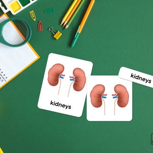 INTERNAL ORGANS Montessori 3-part Cards Multilingual and With Realistic ...