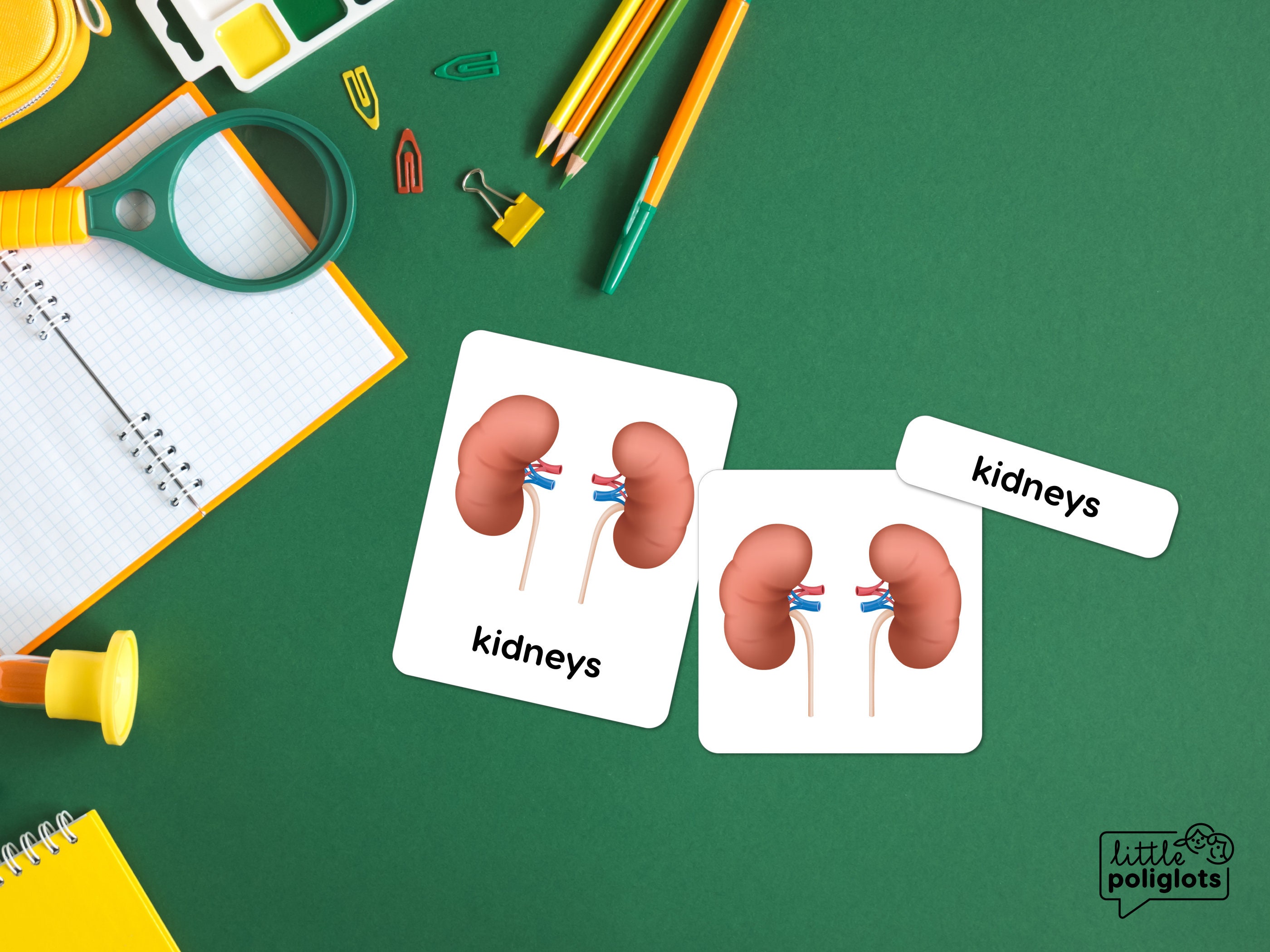 INTERNAL ORGANS Montessori 3-part Cards Multilingual and With Realistic ...